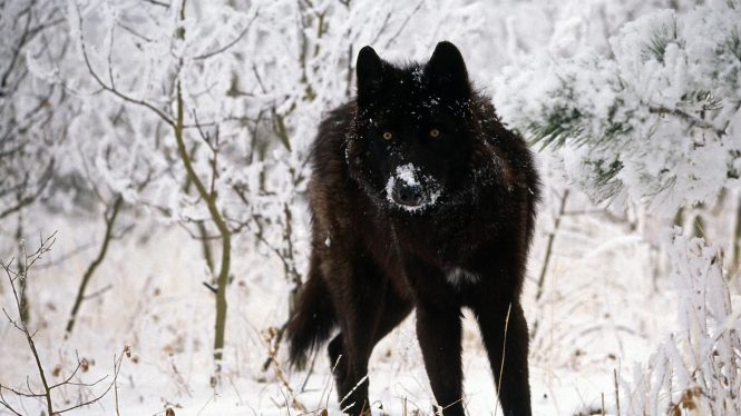 1. Mythological Wolves: Garm, Fenrir, and Loki | We Are Star Stuff