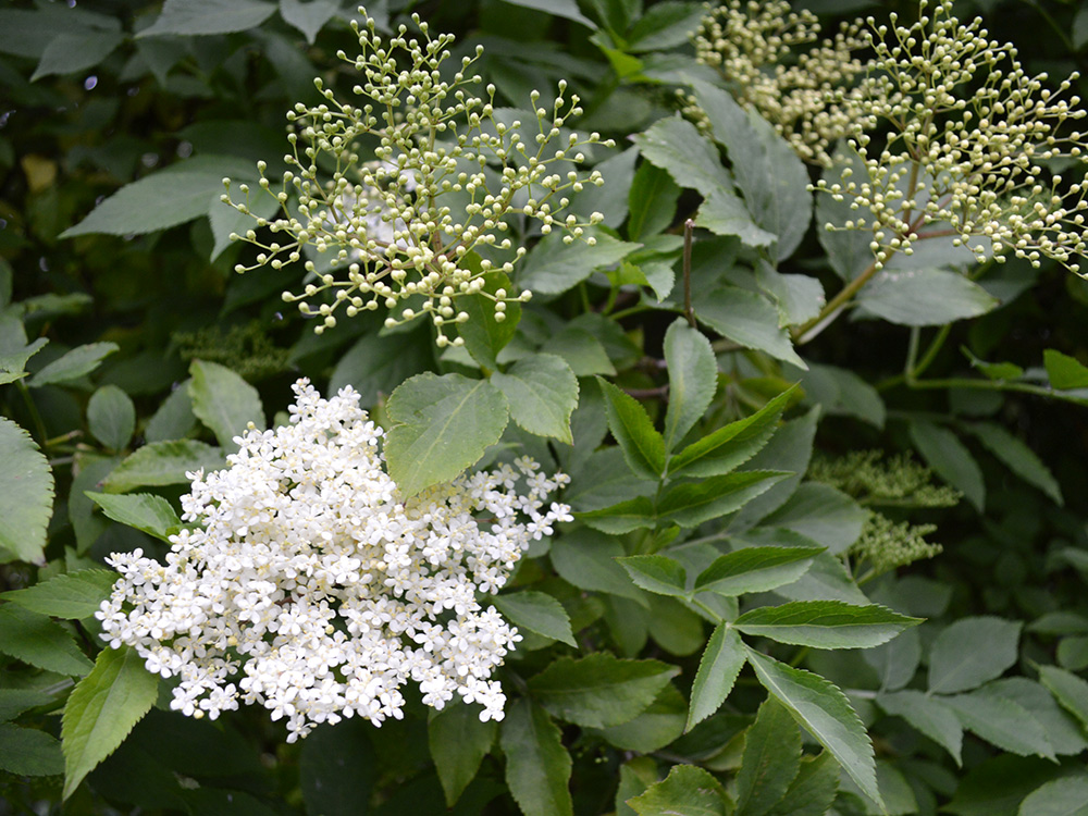 The Elder Mother, a mystery | We Are Star Stuff