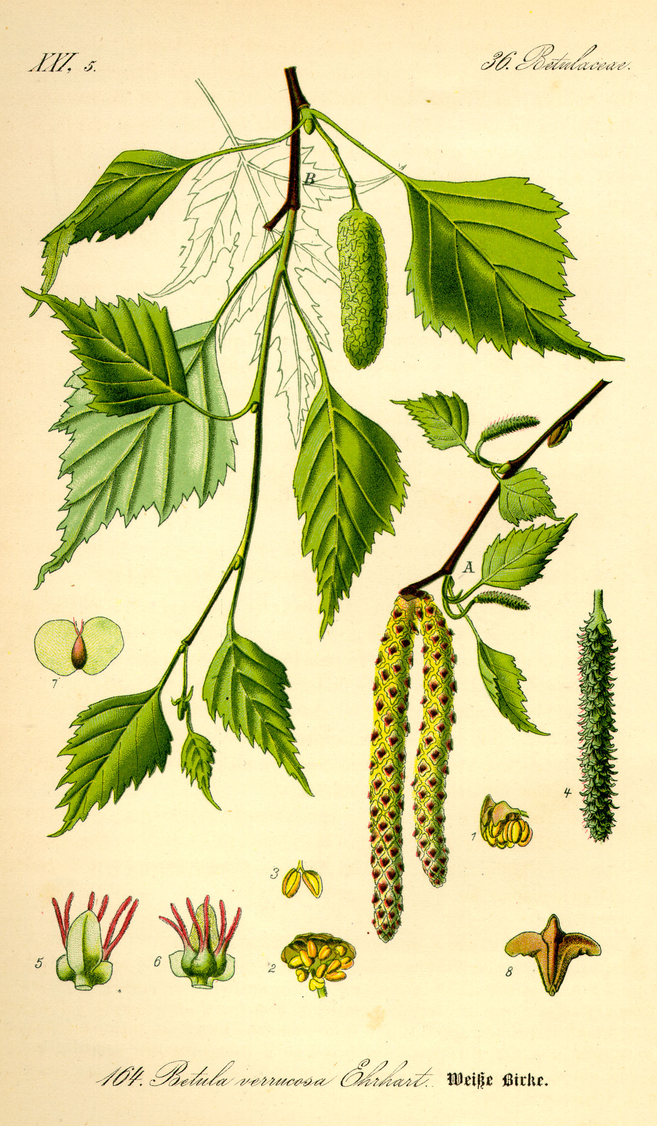 Who is the Birch Goddess? | We Are Star Stuff