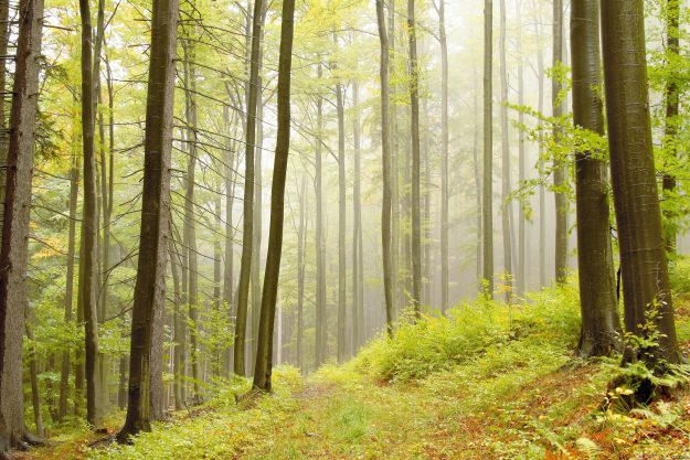 Cocidius: warrior god | We Are Star Stuff