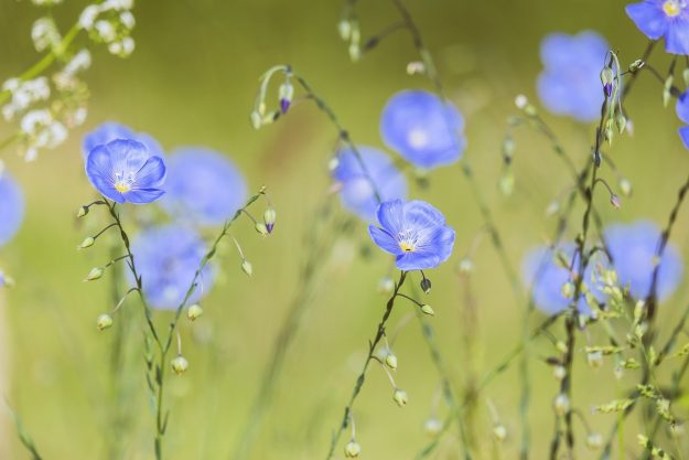 Chloris: Goddess of New Growth and Flowers (reblog) | We Are Star Stuff